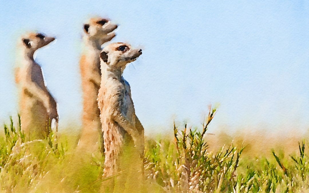 What's the difference between Modal and Modeless Popups? | Divimode